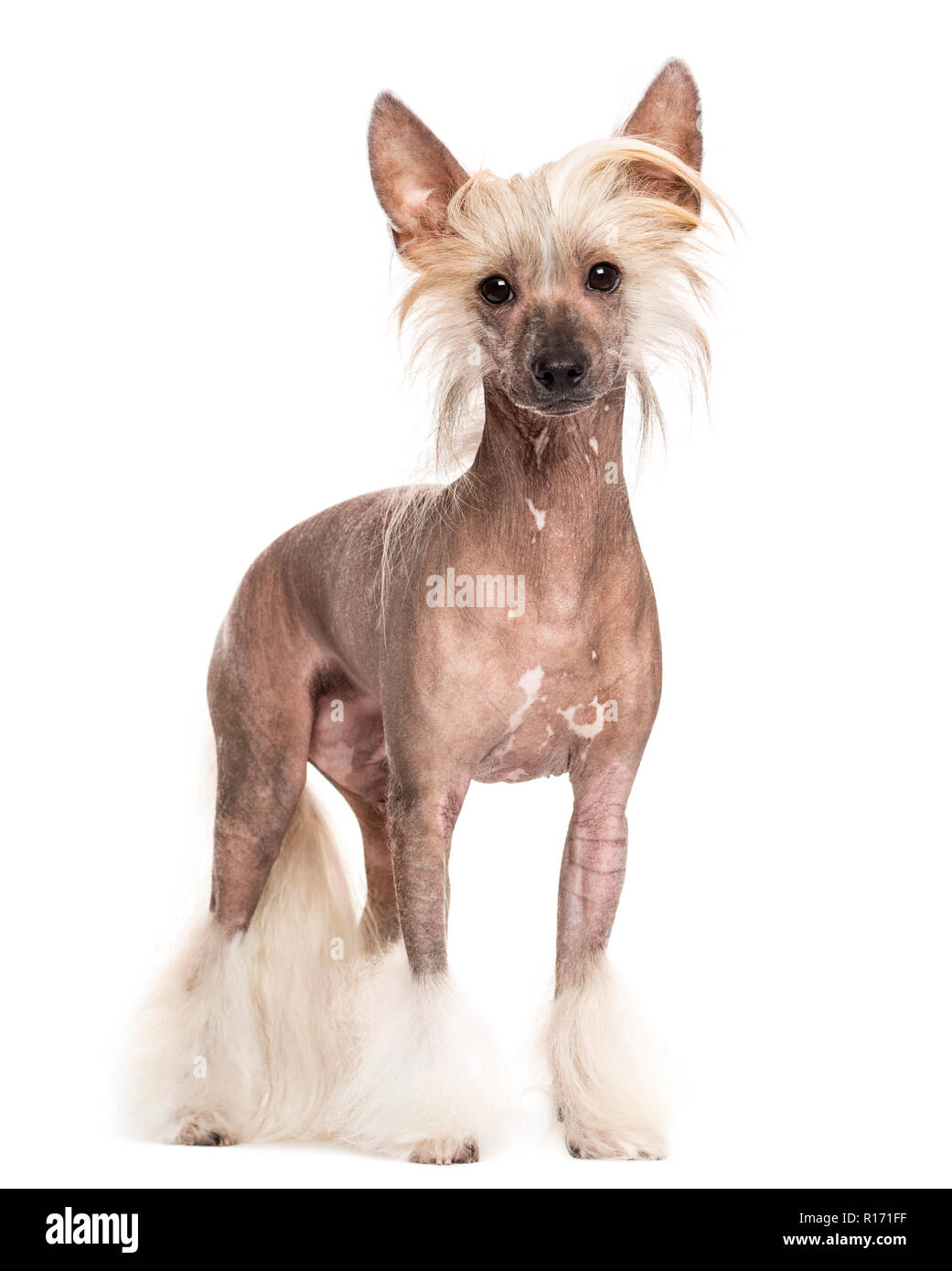 Chien Chinois à Crête, debout devant un fond blanc Photo Stock - Alamy