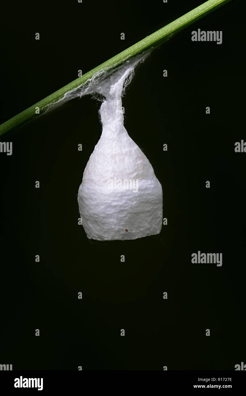 Gros plan du cocon Banque de photographies et d’images à haute ...