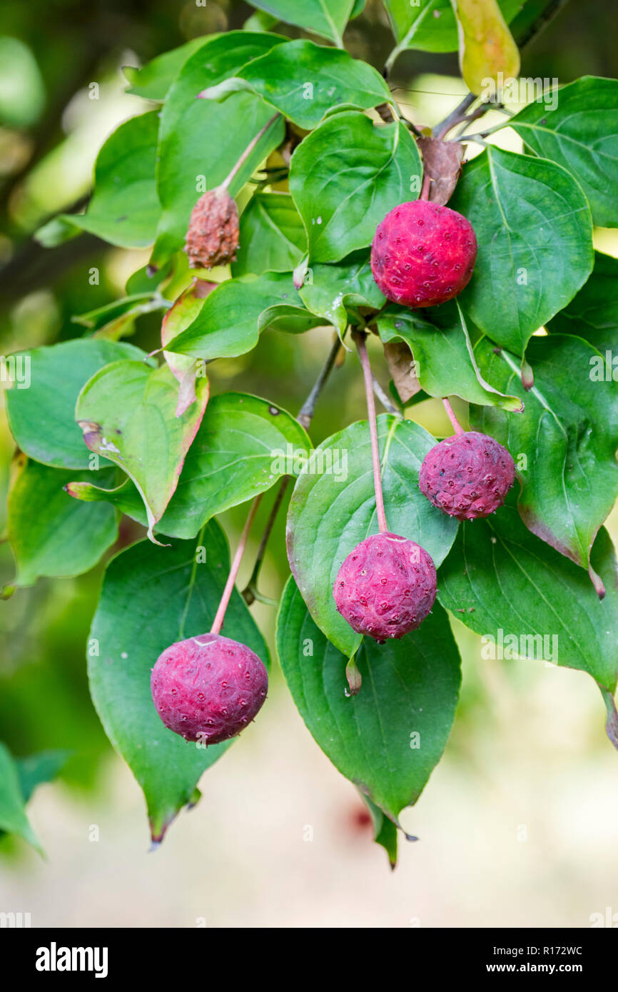 Cornus kousa claudia Banque de photographies et d’images à haute ...