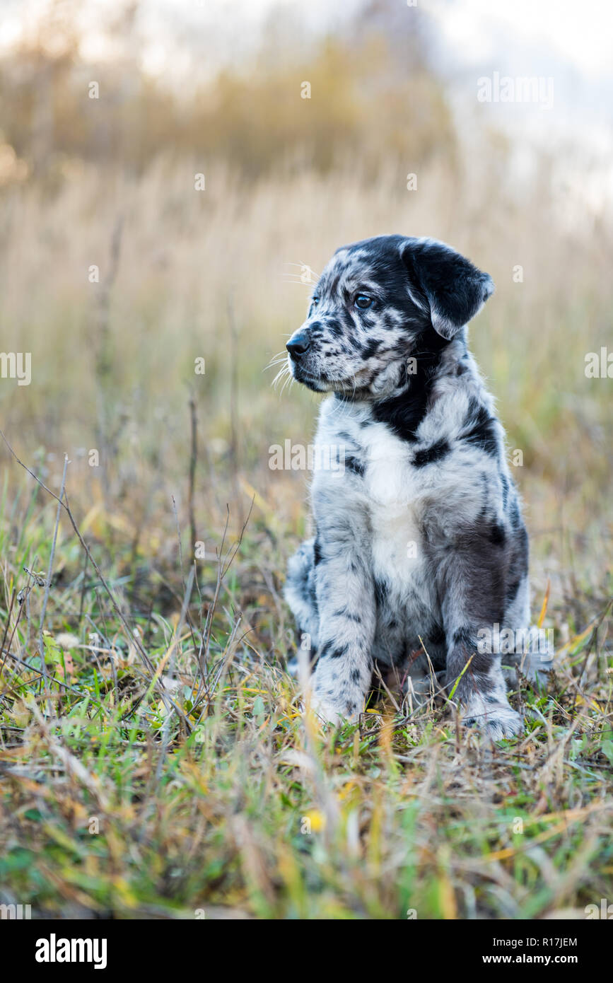 Chiot Mignon Banque d'image et photos - Alamy