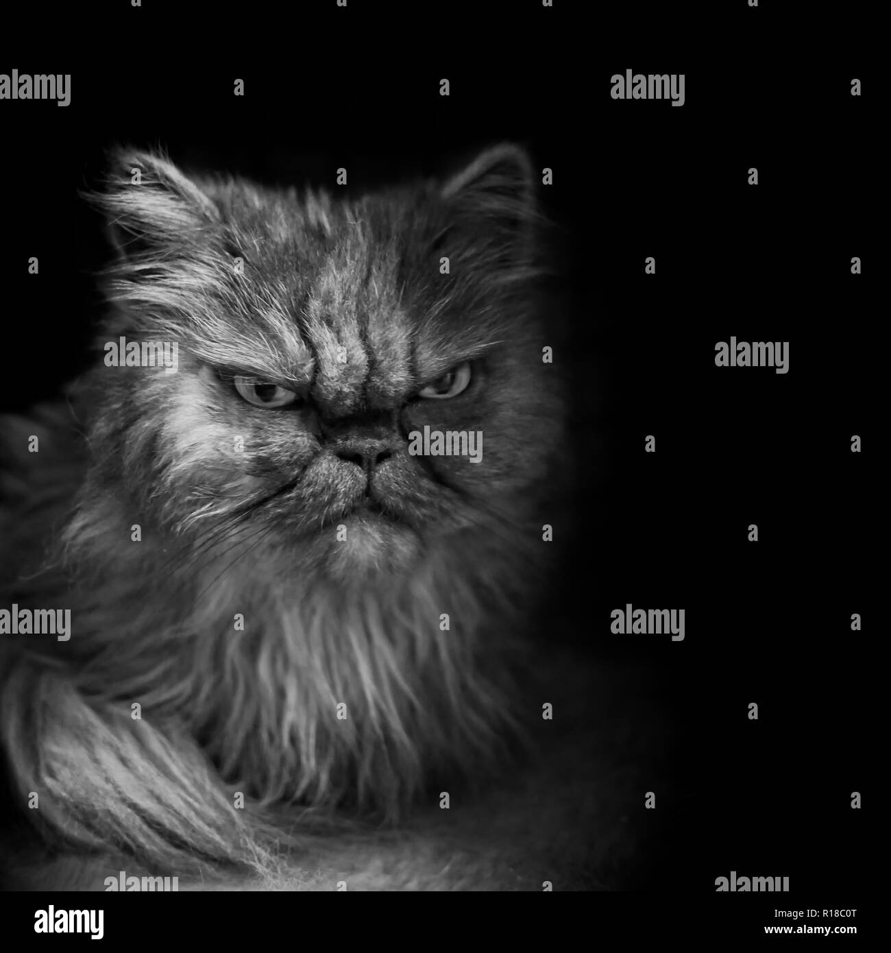 Jeune chat persan à la colère - portrait noir et blanc Photo Stock - Alamy