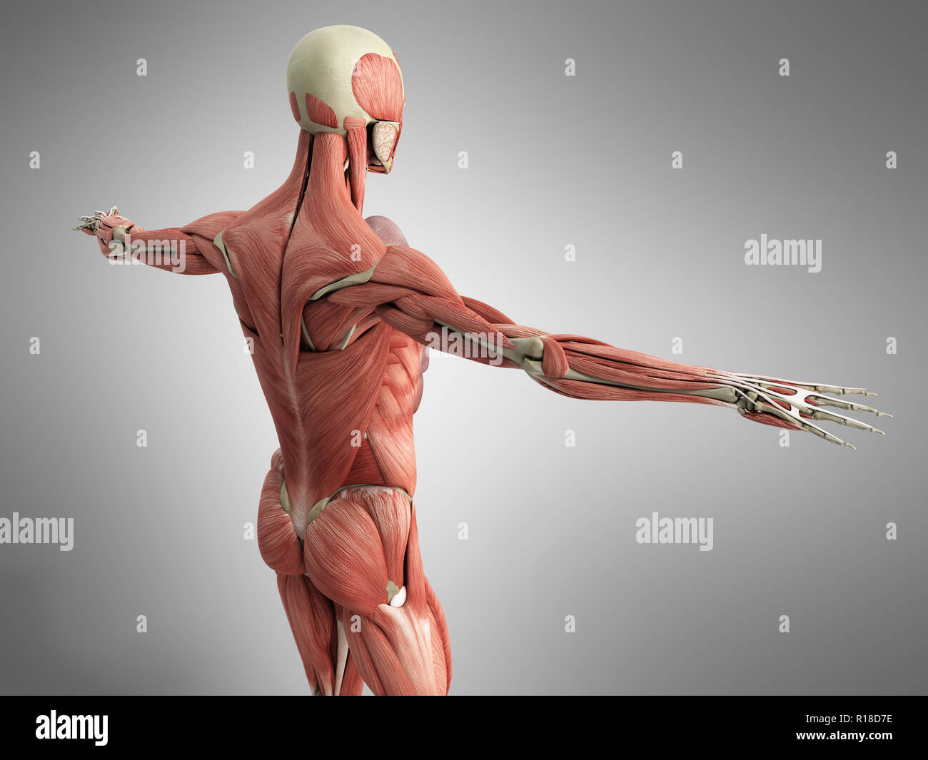 Anatomie du muscle humain 3D render sur gris Photo Stock - Alamy