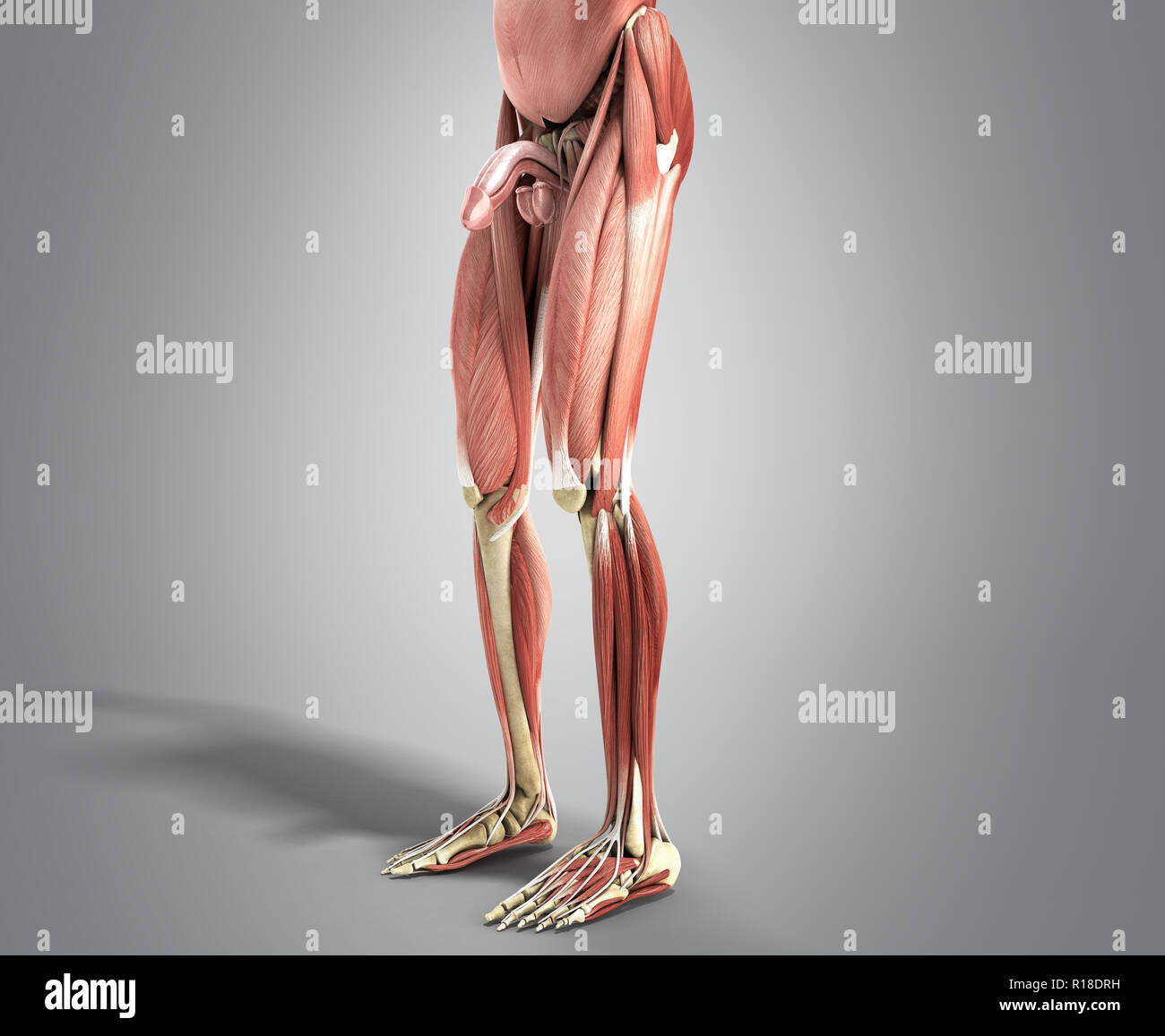Anatomie du muscle humain 3D render sur gris Photo Stock - Alamy