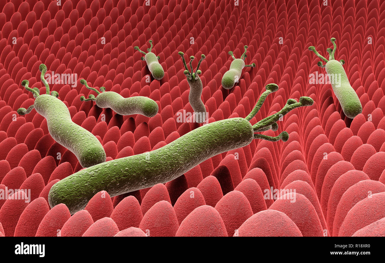 L'helicobacter pylori sur la surface de l'estomac en rendu 3D White ...