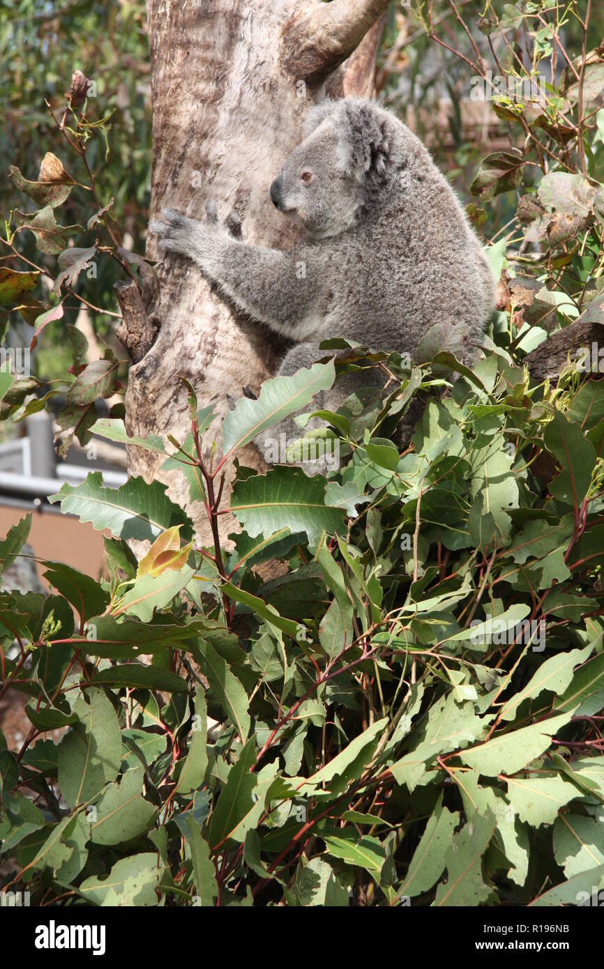 Taronga zoo Banque de photographies et d’images à haute résolution - Alamy