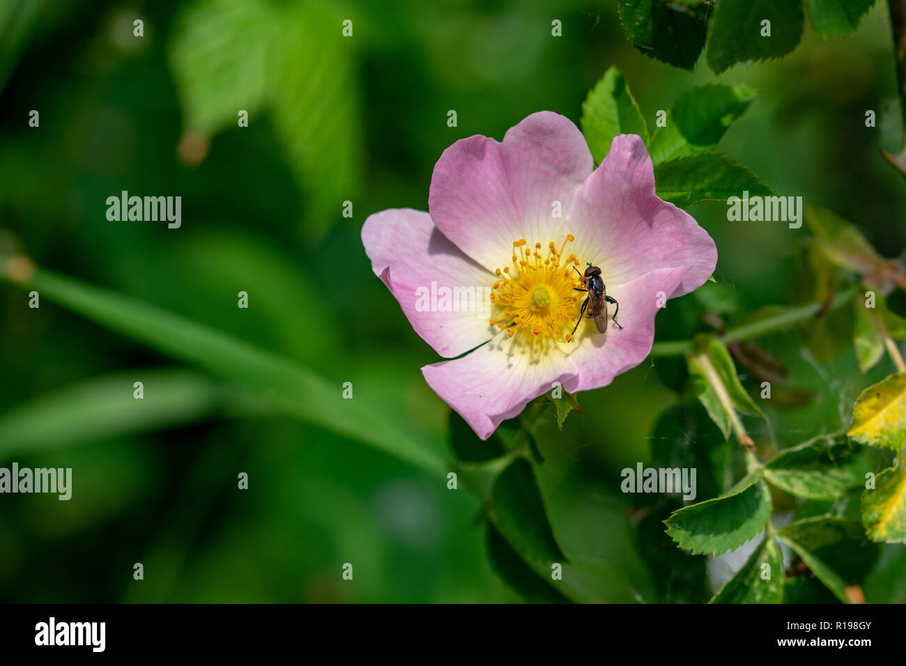 Rose lyda rose letlyda Banque de photographies et d’images à haute ...