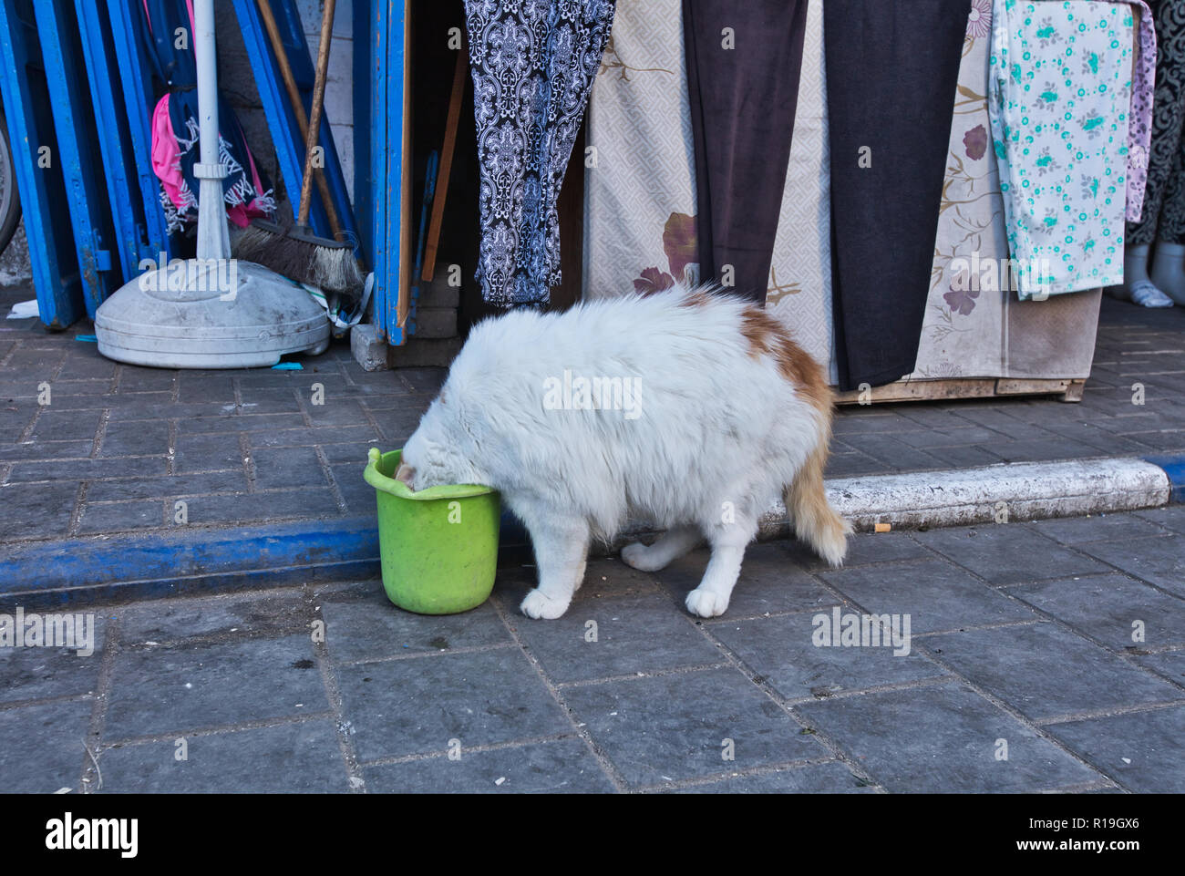 Race de chat marocain Banque de photographies et d’images à haute ...