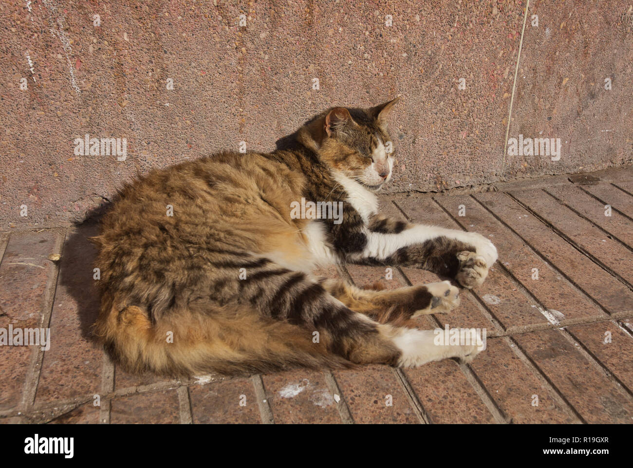 Race de chat marocain Banque de photographies et d’images à haute ...