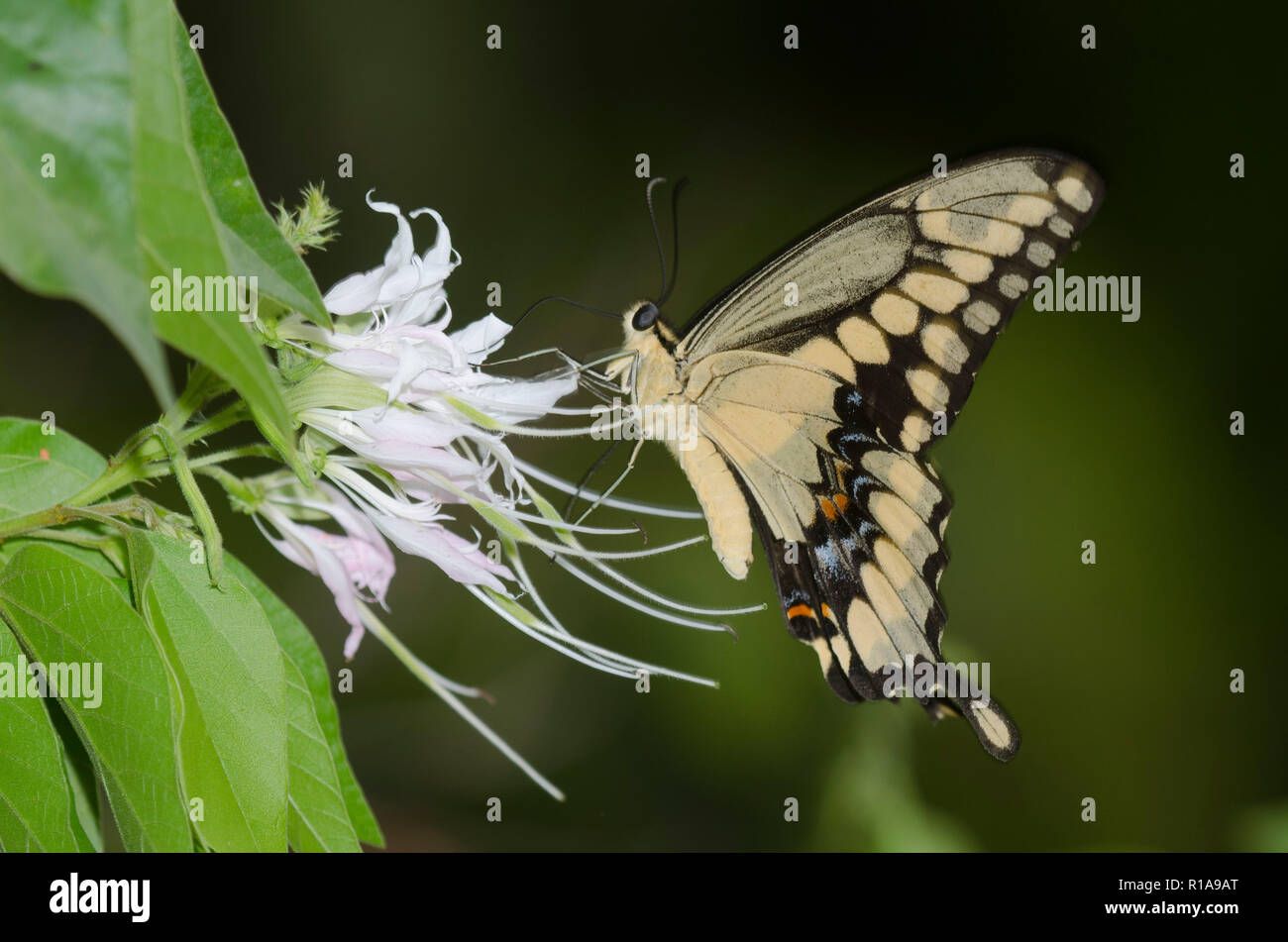 Giant swallowtail Banque de photographies et d’images à haute ...