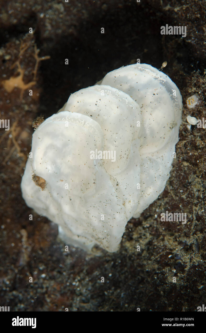 Conus sp Banque de photographies et d’images à haute résolution - Alamy