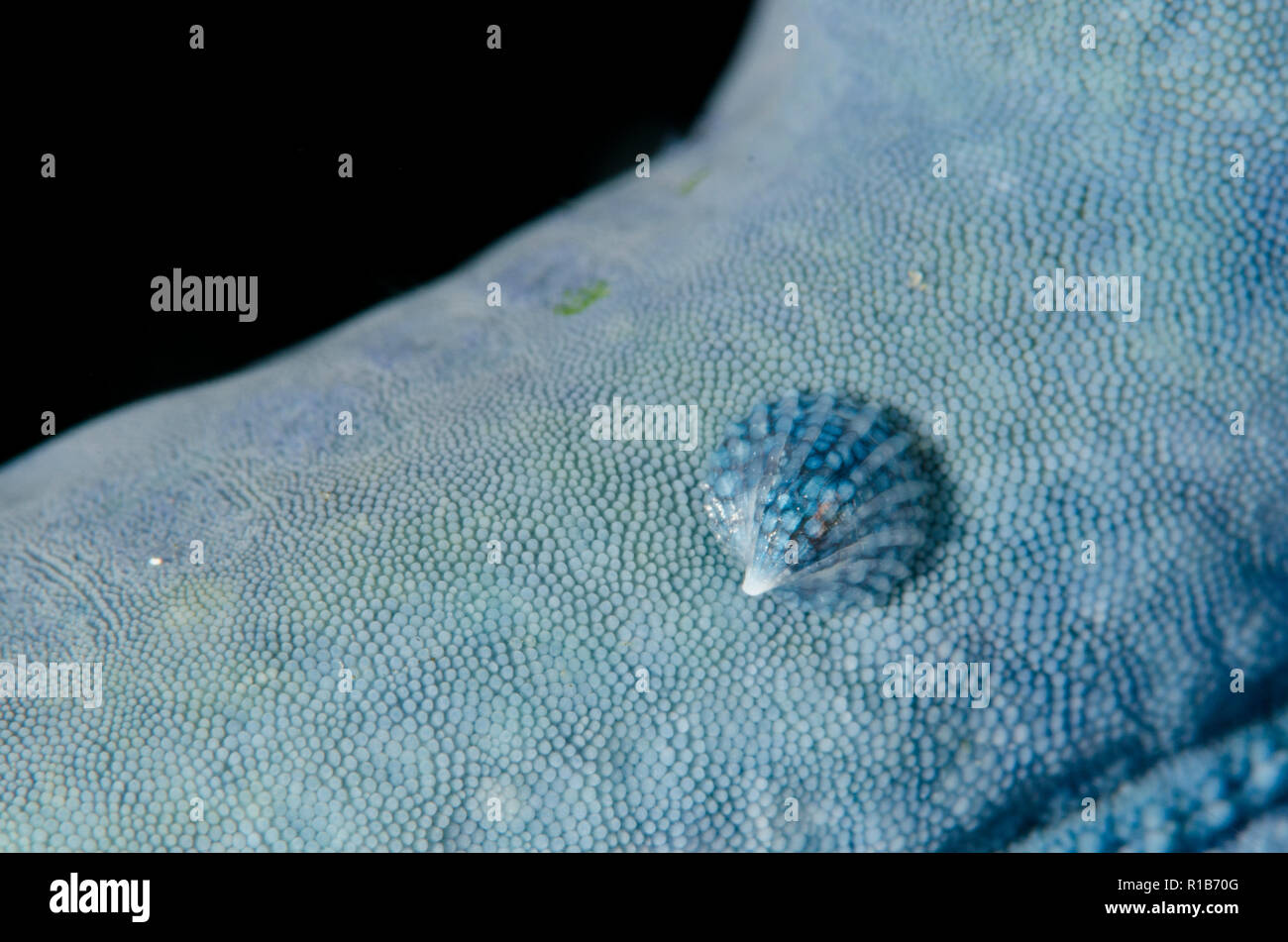 Escargot parasite, Thyca cristalina, sur l'étoile bleue, Linckia ...