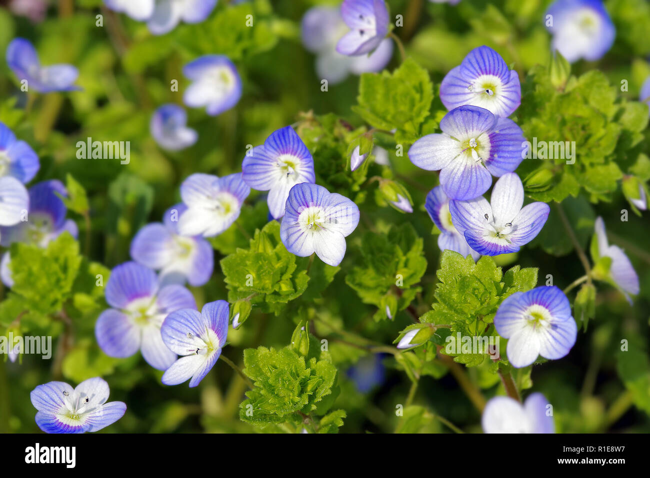 Veronica persica Banque de photographies et d’images à haute résolution ...