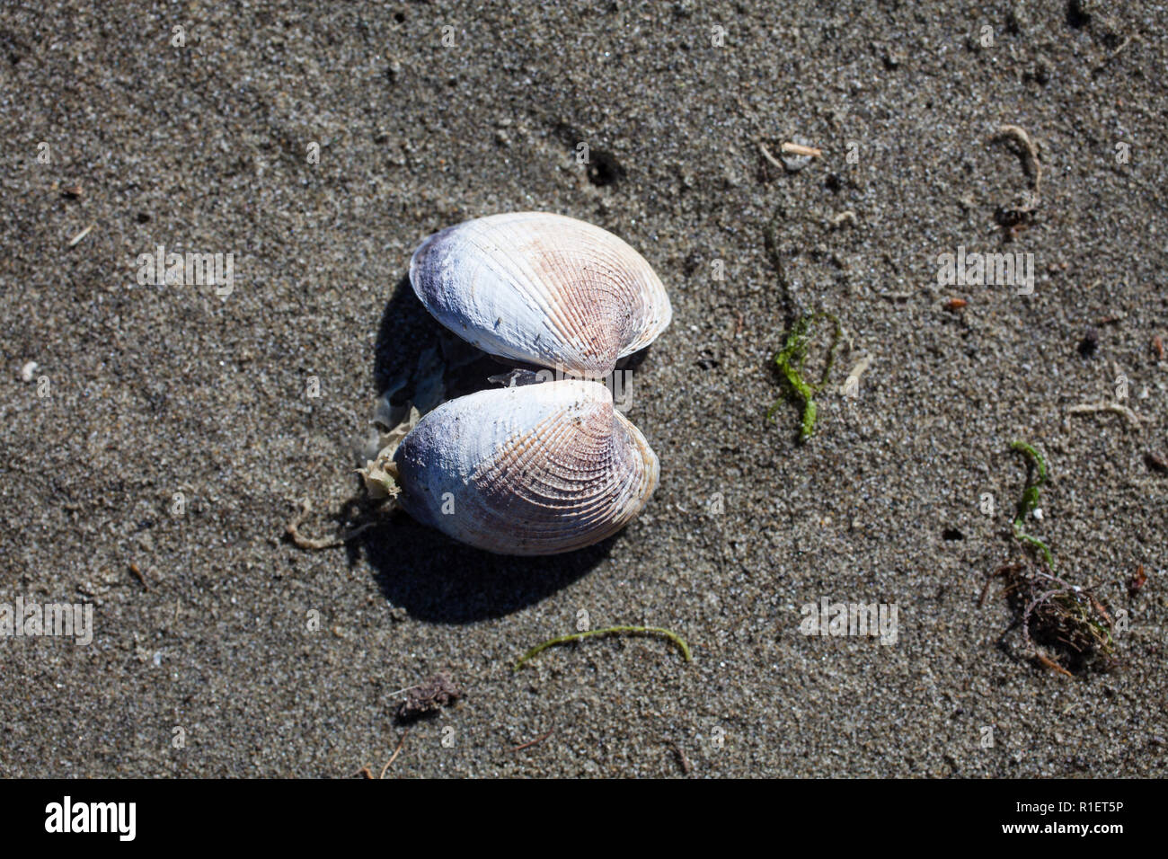 Diverses coques Banque de photographies et d’images à haute résolution ...