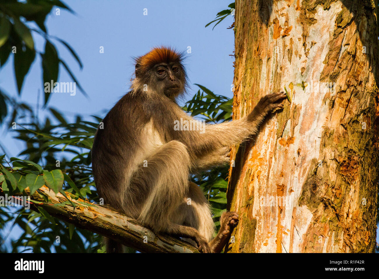 Ugandan red colobus Banque de photographies et d’images à haute ...