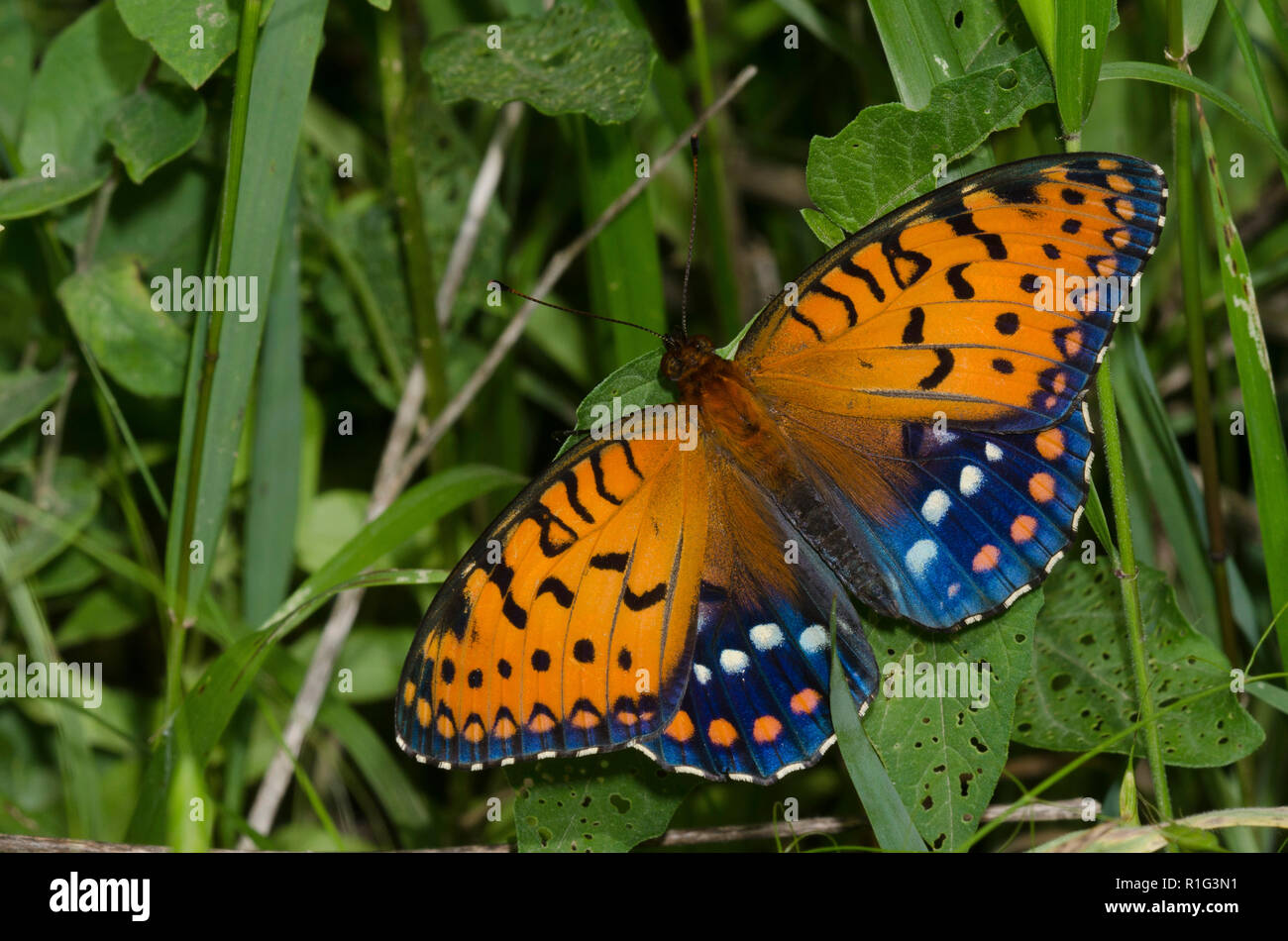 Regal fritillary butterfly Banque de photographies et d’images à haute ...