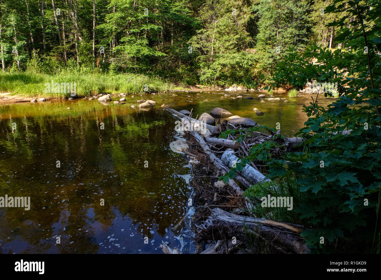 ruisseau rocheux de rivière profondément dans la forêt en été temps ...
