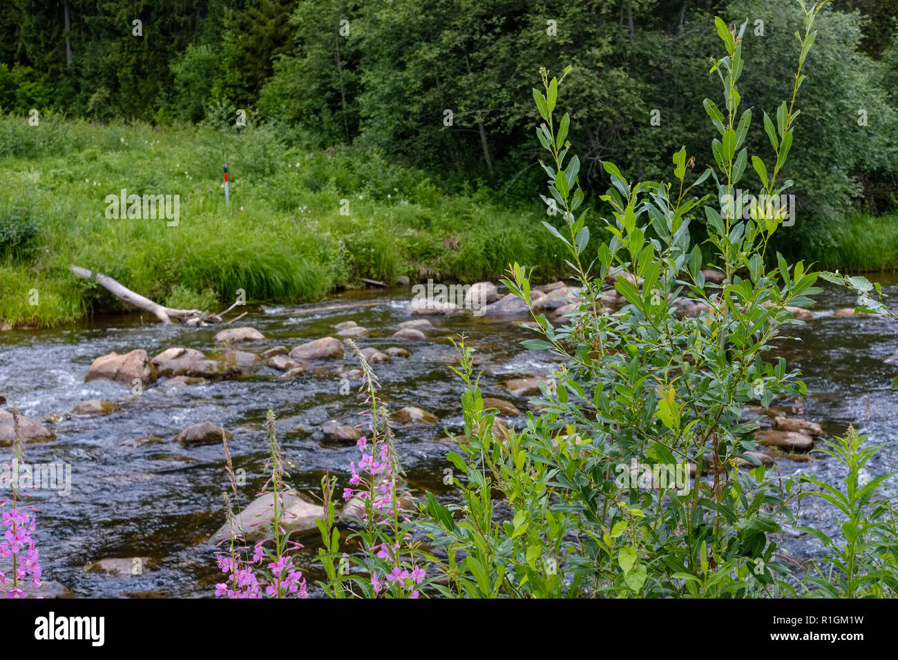 ruisseau rocheux de rivière profondément dans la forêt en été temps ...