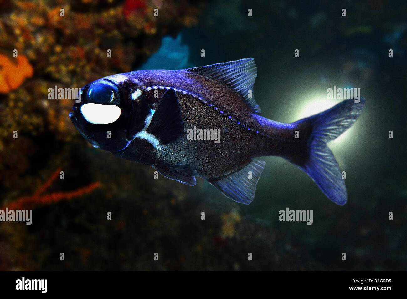 Aileron De Poisson Banque d'image et photos - Alamy