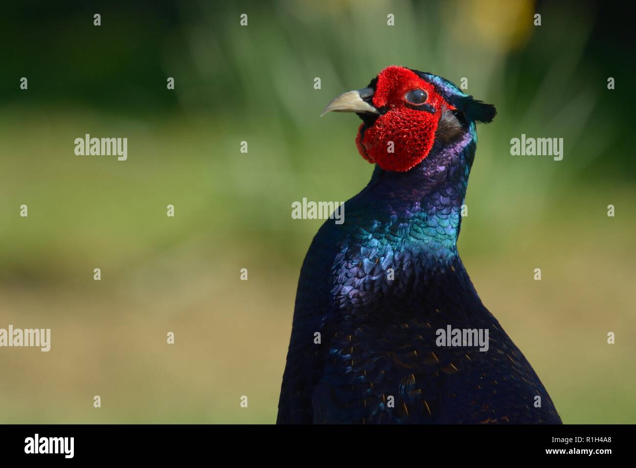 Melanistic mutant pheasant Banque de photographies et d’images à haute ...