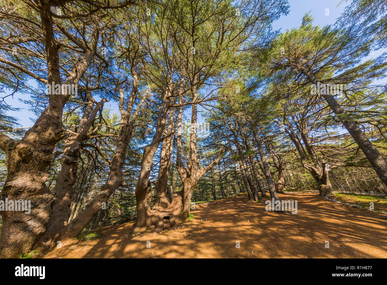 Barouk reserve forest Banque de photographies et d’images à haute ...