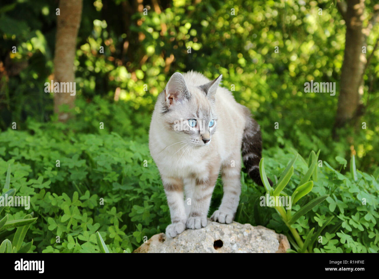Seal Tabby Point Banque d'image et photos - Alamy