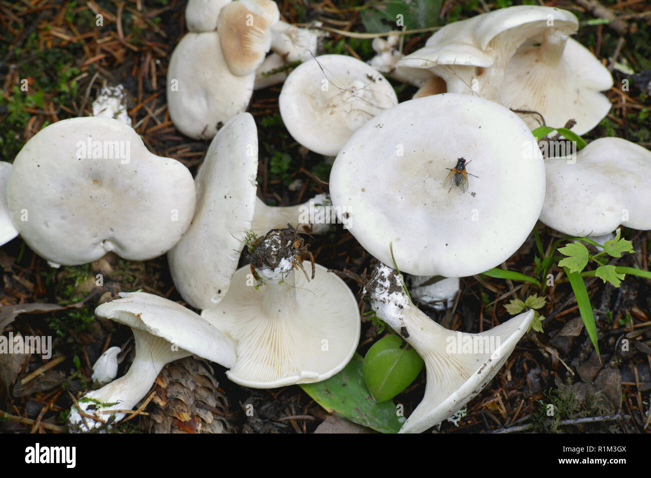 Clitopilus prunulus Banque de photographies et d’images à haute ...