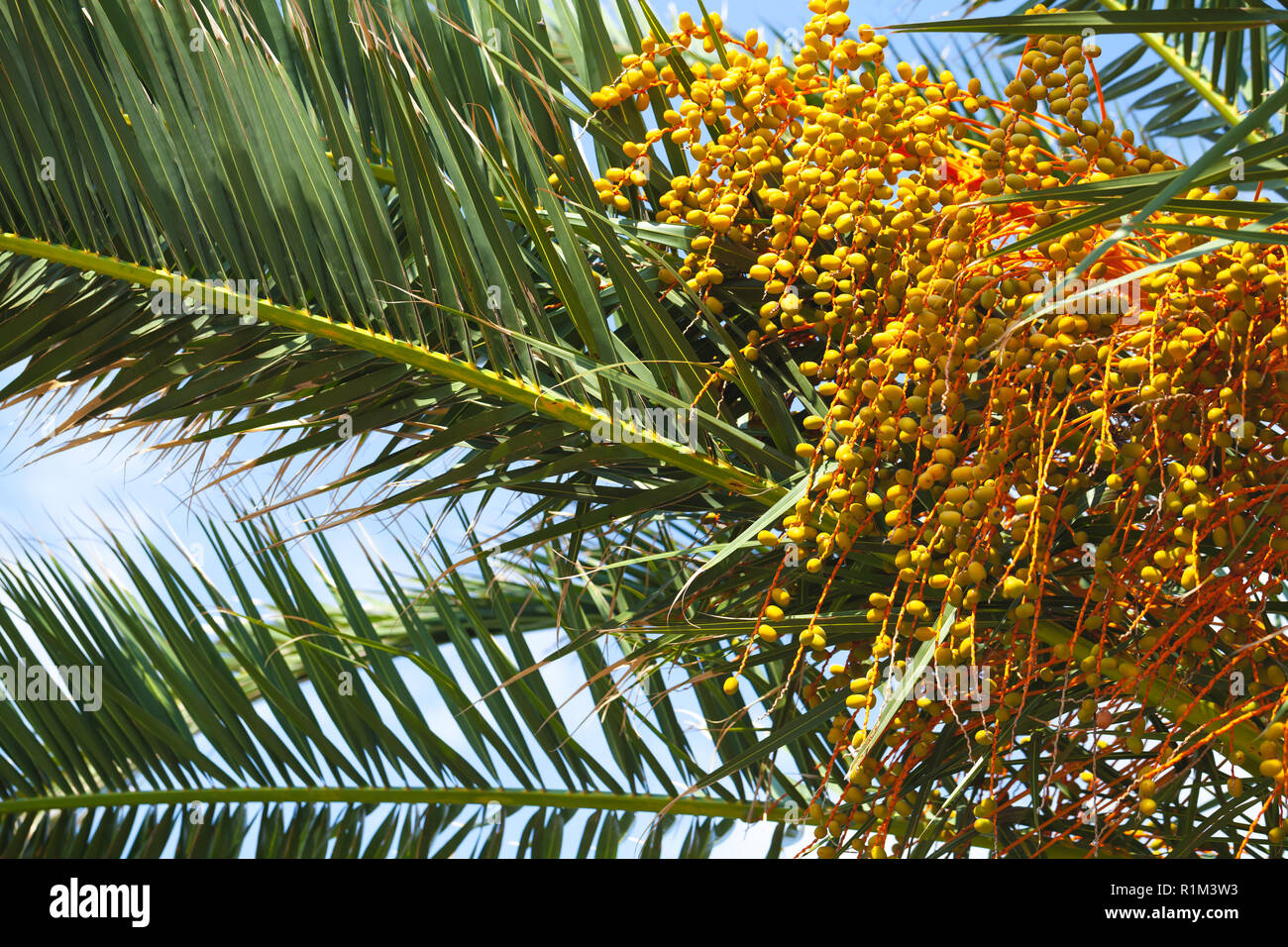 Arbre de dattes avec des fruits Banque de photographies et d’images à ...
