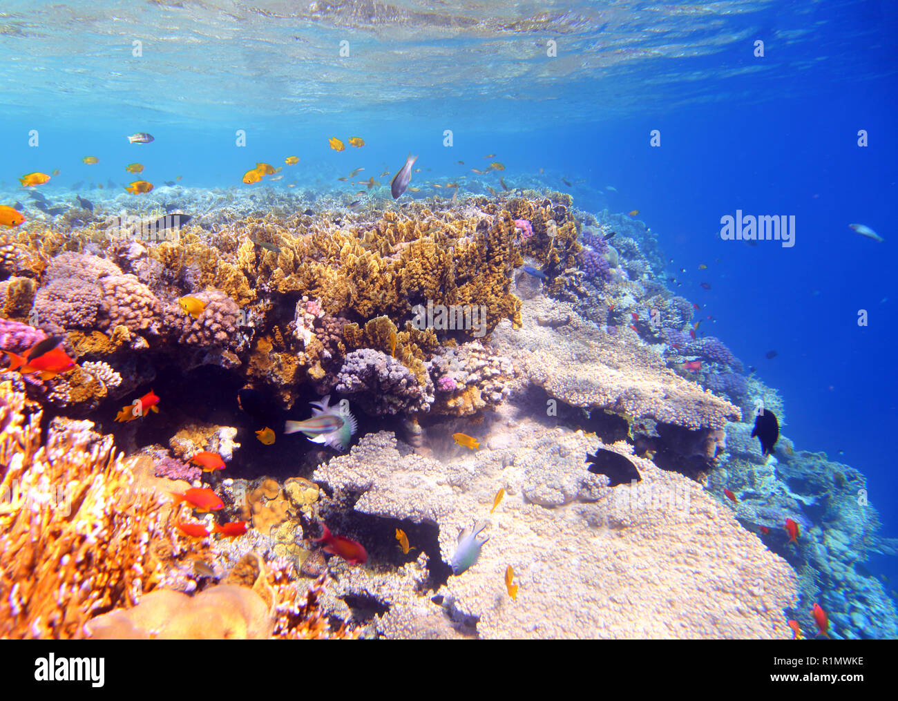 Corail et poisson dans la mer rouge egypte Banque de photographies et d ...