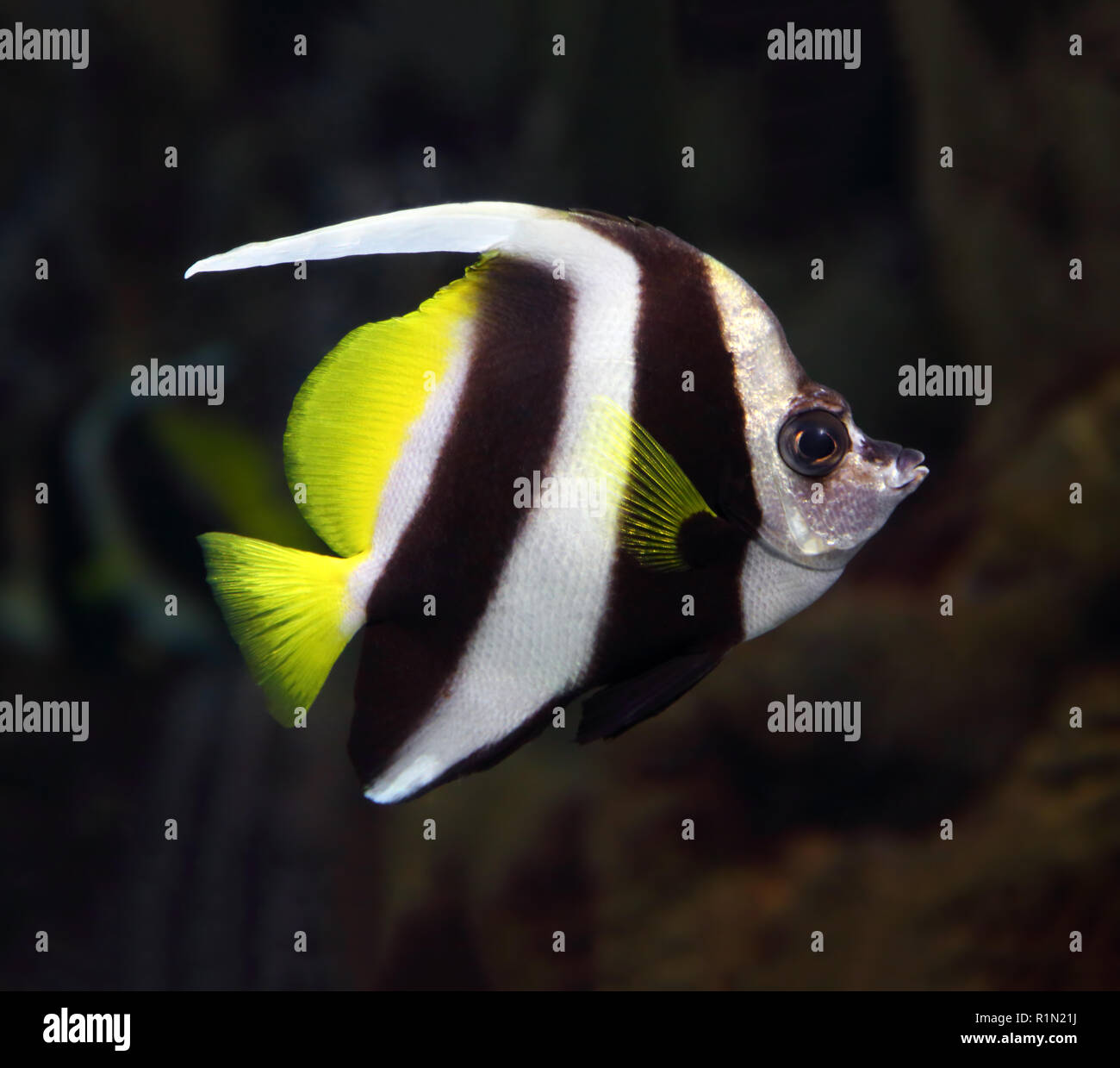 Pennant coralfish Banque de photographies et d’images à haute ...