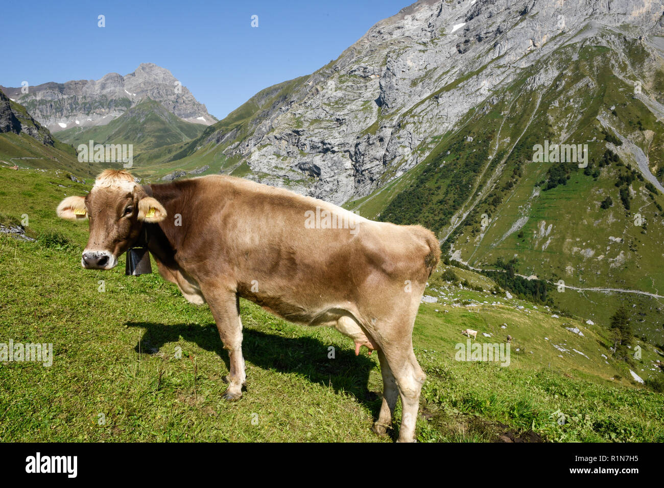 Brown swiss cow Banque de photographies et d’images à haute résolution ...