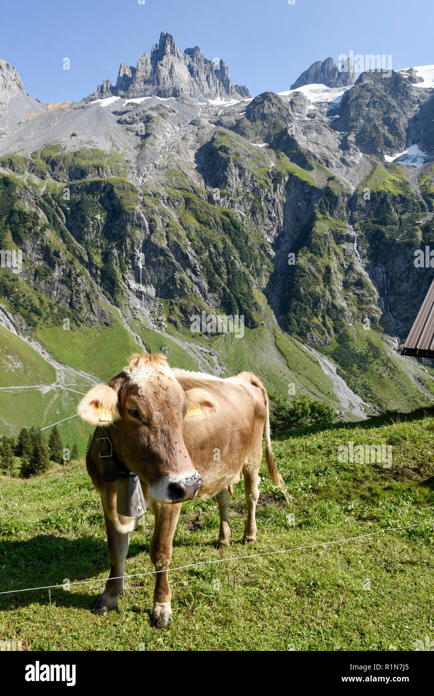 Vache brune qui paissent à Furenalp sur Engelberg sur les Alpes Suisses ...