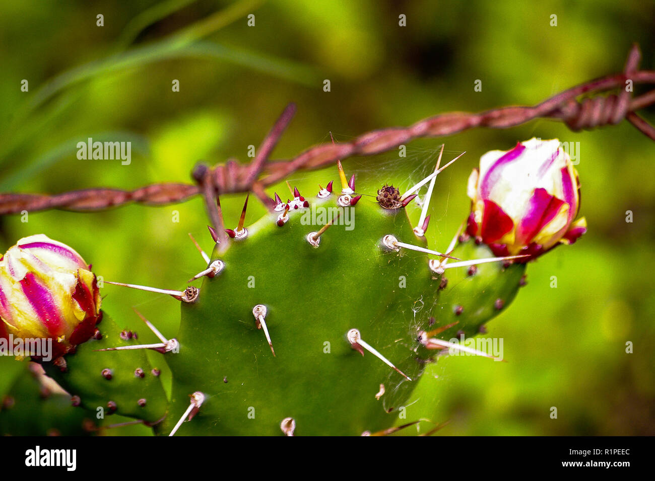 Sabra plant Banque de photographies et d’images à haute résolution - Alamy