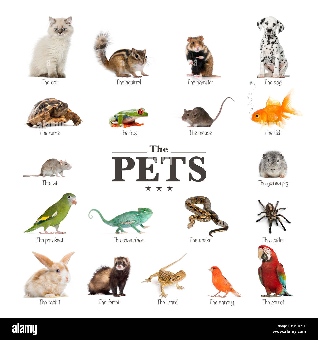 Poster des animaux domestiques en anglais Photo Stock - Alamy