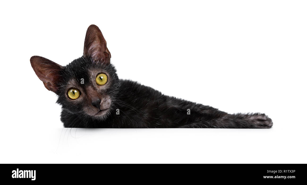 Chat Loup Garou Banque d'image et photos - Alamy