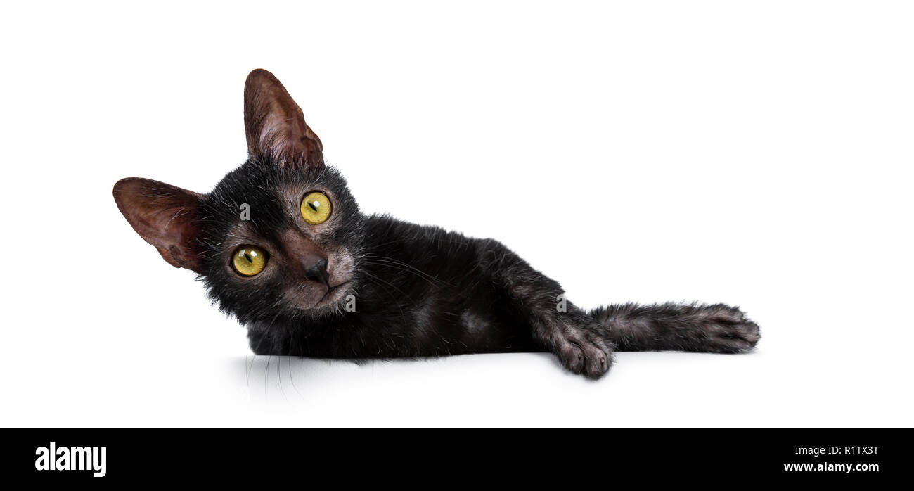 Chat Loup Garou Banque d'image et photos - Alamy