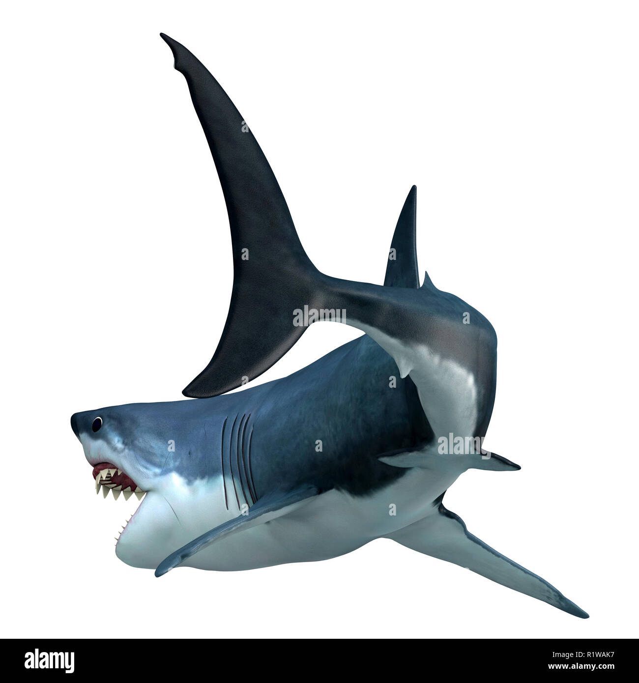 Queue de requin Banque de photographies et d’images à haute résolution ...