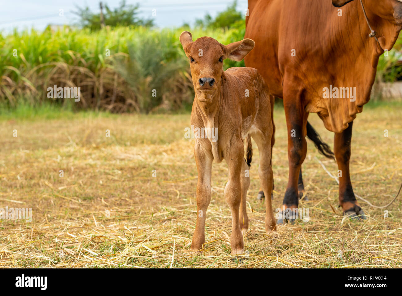 Une vache brahman femelle Banque de photographies et d’images à haute ...