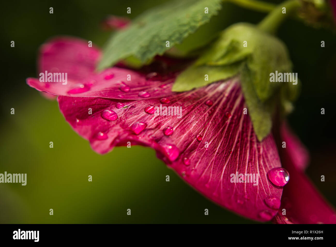 Fleur marron Banque de photographies et d’images à haute résolution - Alamy