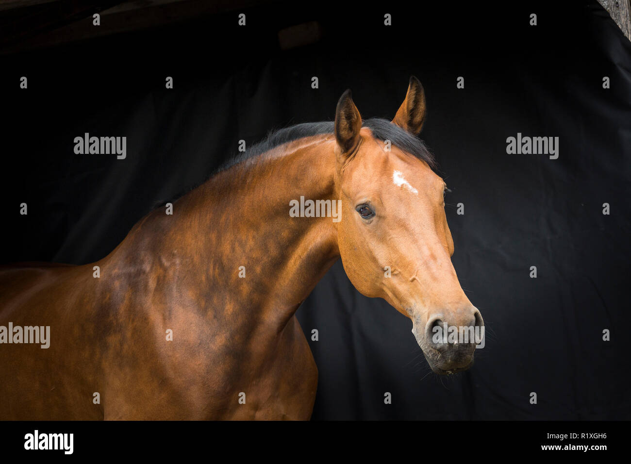 Cheval bai noir Banque de photographies et d’images à haute résolution ...