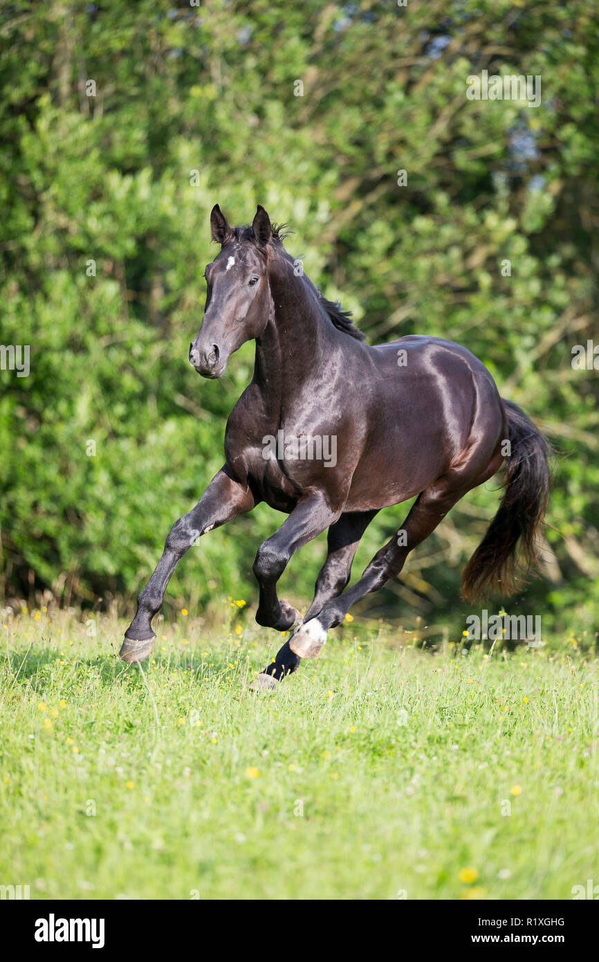 Hanovrien horse Banque de photographies et d’images à haute résolution ...
