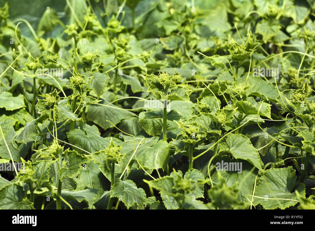 Plants de concombre Banque de photographies et d’images à haute ...