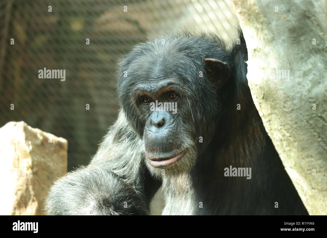 L'accouplement des singes Banque de photographies et d’images à haute ...