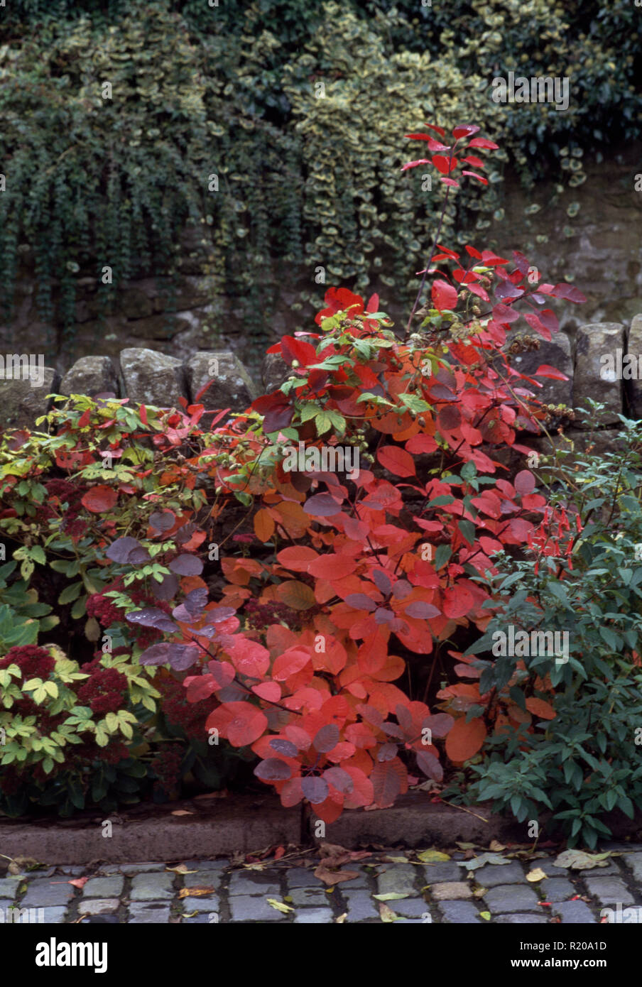 Arbuste à feuilles rouges Banque de photographies et d’images à haute ...