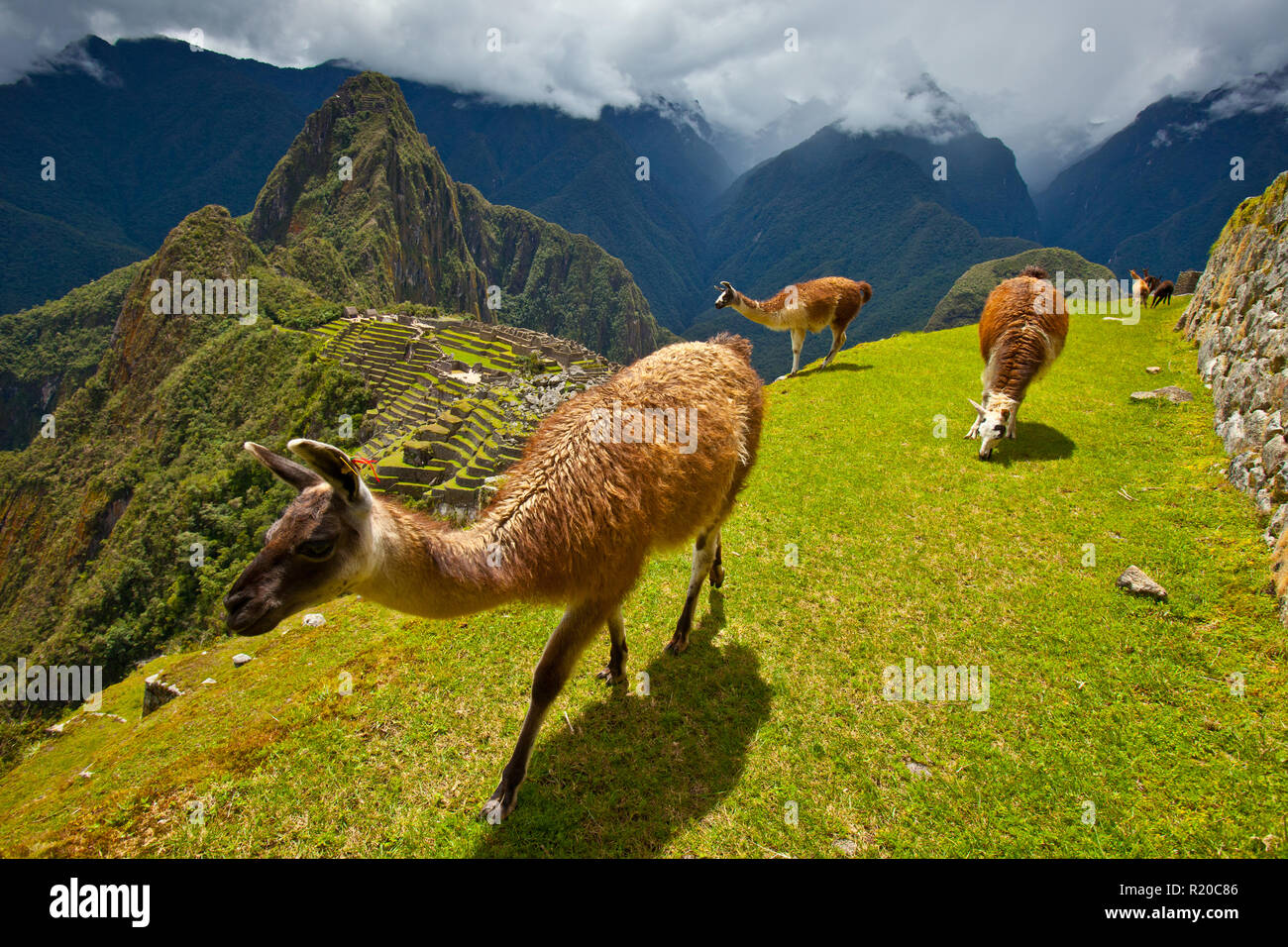 Matsu pitsu Banque de photographies et d’images à haute résolution - Alamy