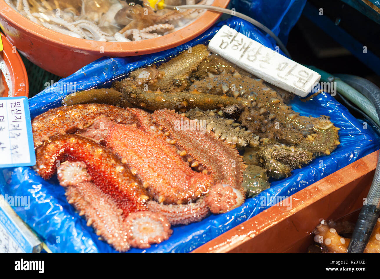 Concombres de mer Banque de photographies et d’images à haute ...
