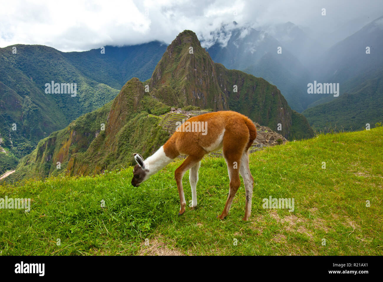 Matsu pitsu Banque de photographies et d’images à haute résolution - Alamy