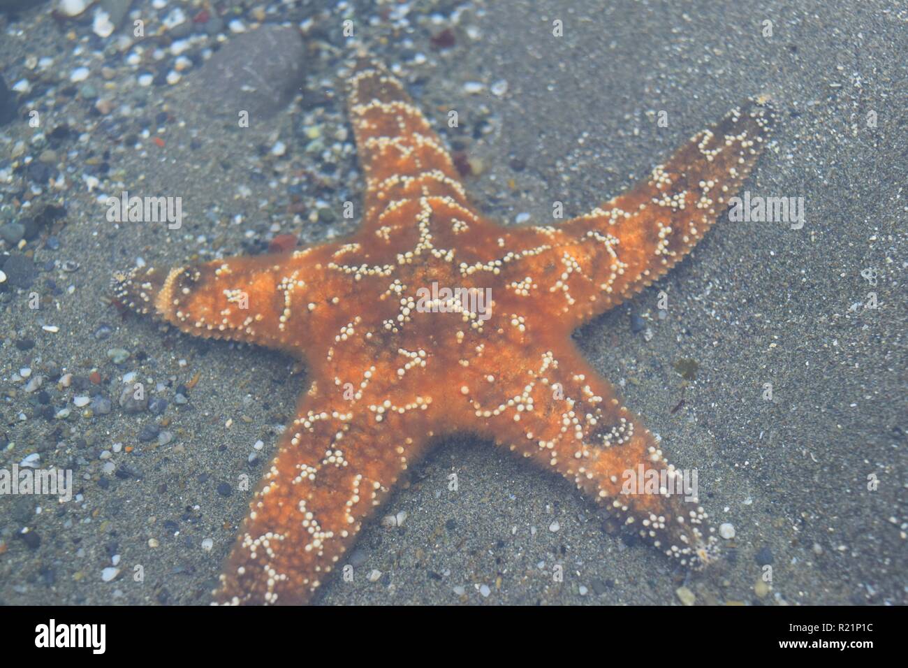 étoile de mer orange Banque de photographies et d’images à haute ...