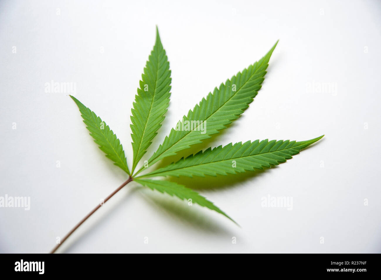 Feuille canabis verte Banque de photographies et d’images à haute ...