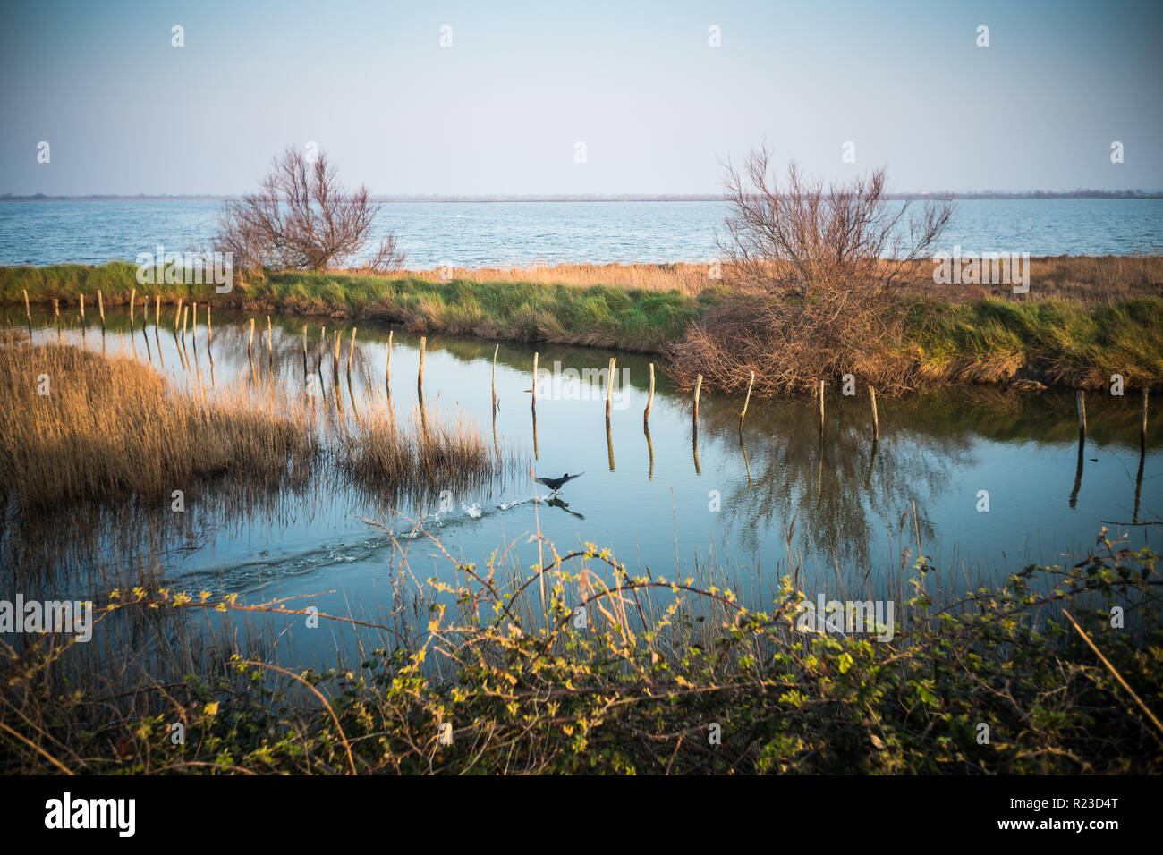 Parco nazionale delta del po Banque de photographies et d’images à ...