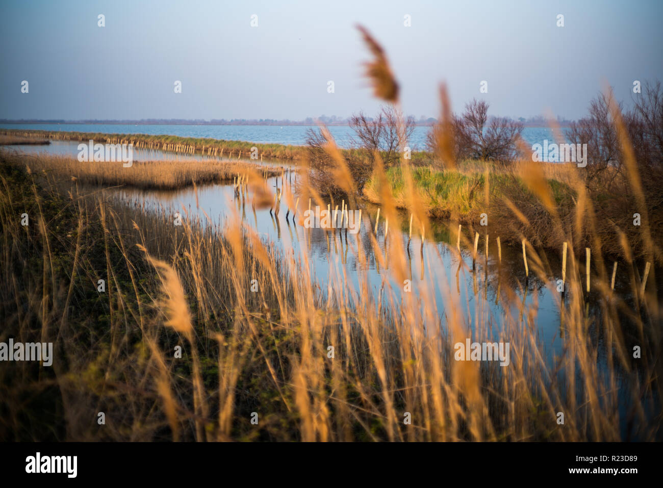 Parco nazionale delta del po Banque de photographies et d’images à ...